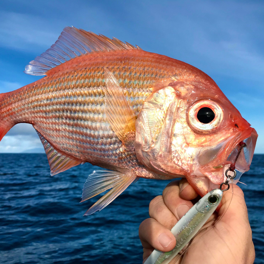 Ocean Angler | New Zealand Lure Fishing Experts