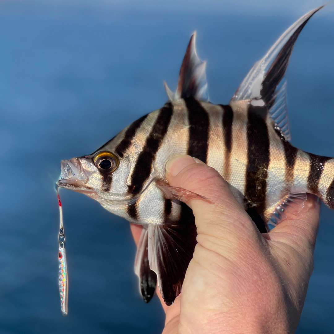 Ocean Angler | New Zealand Lure Fishing Experts